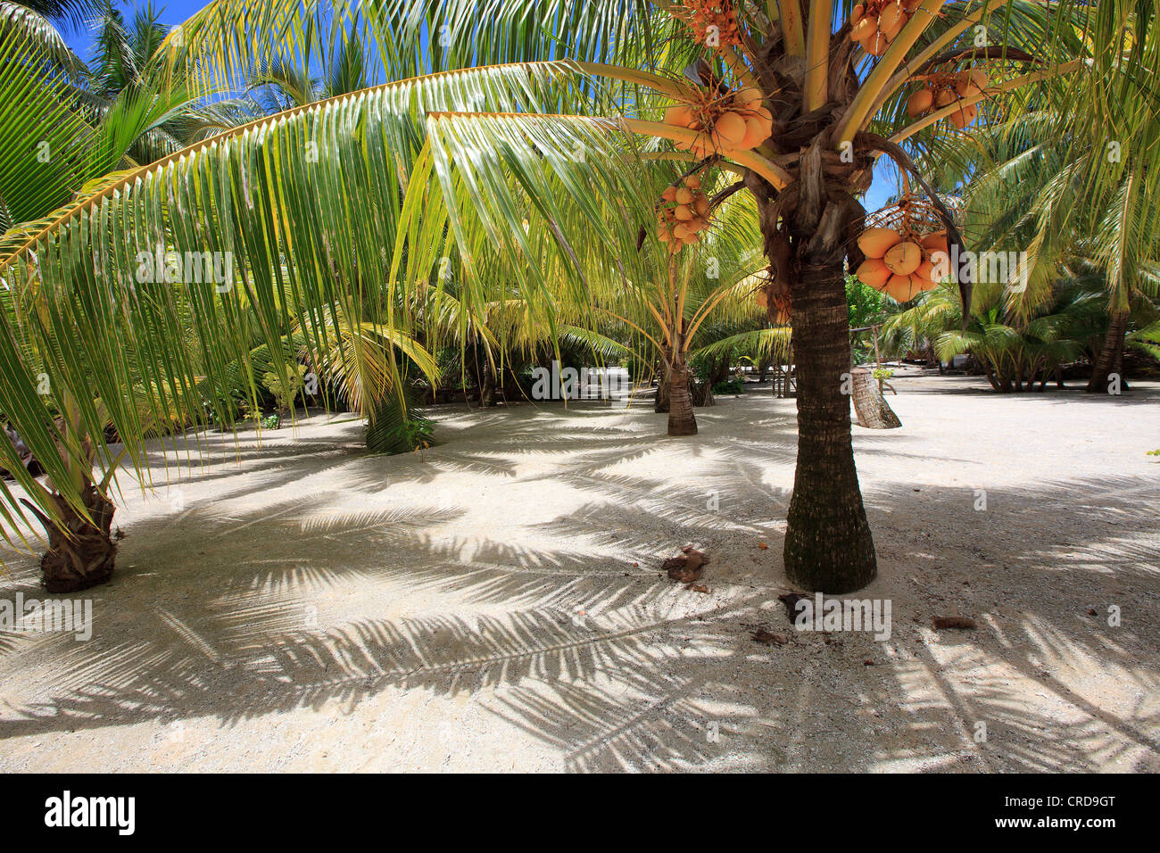 Nukuoro, Micronesia, Oceania Stock Photo - Alamy