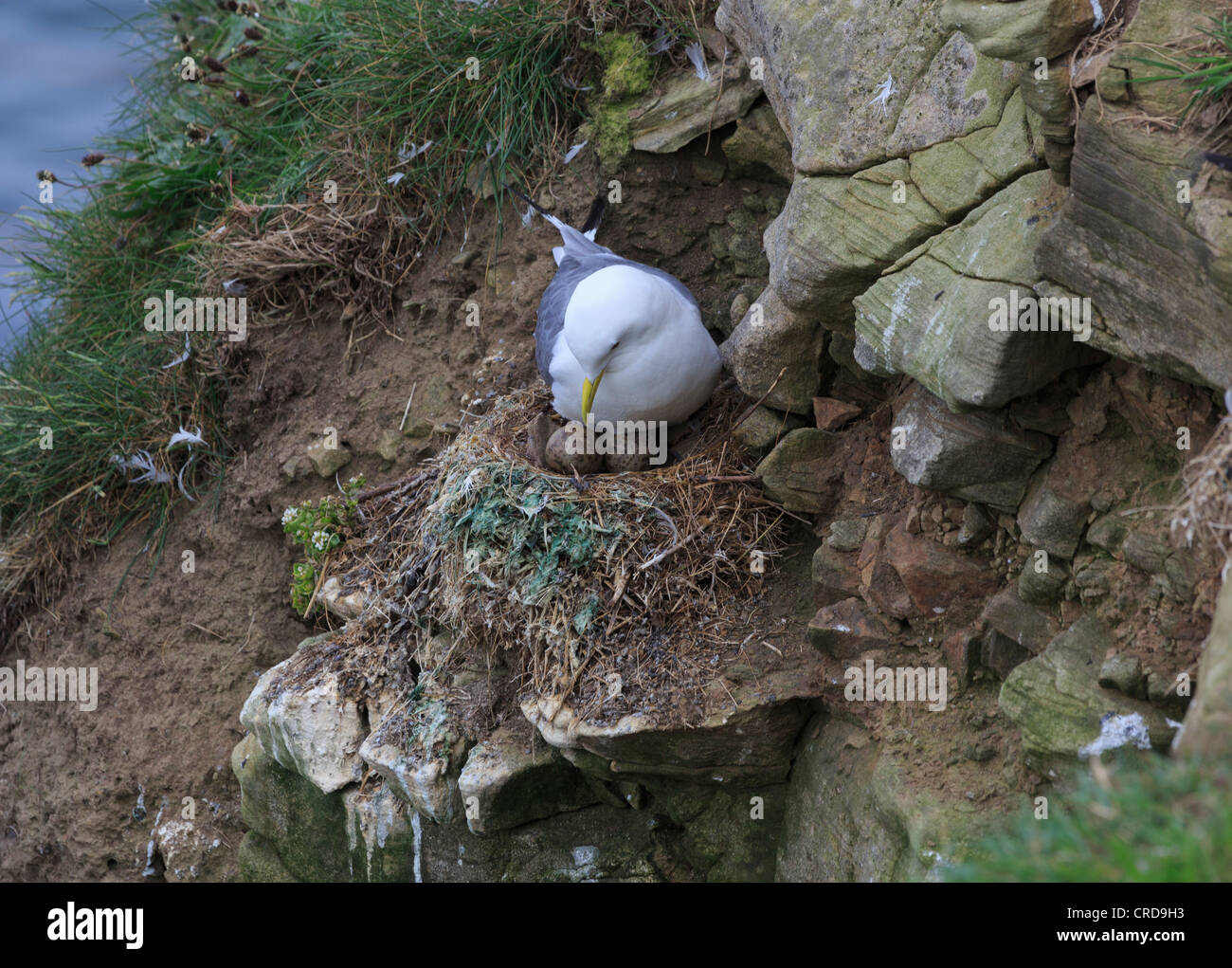 Kittiwake, Rissa tridactyla, nesting on a cliff in Northumberland ...