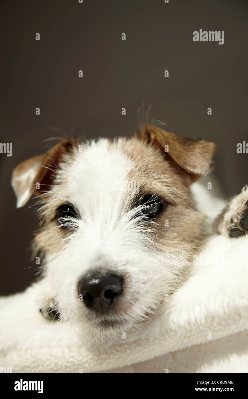 Inside body camera hi-res stock photography and images - Alamy