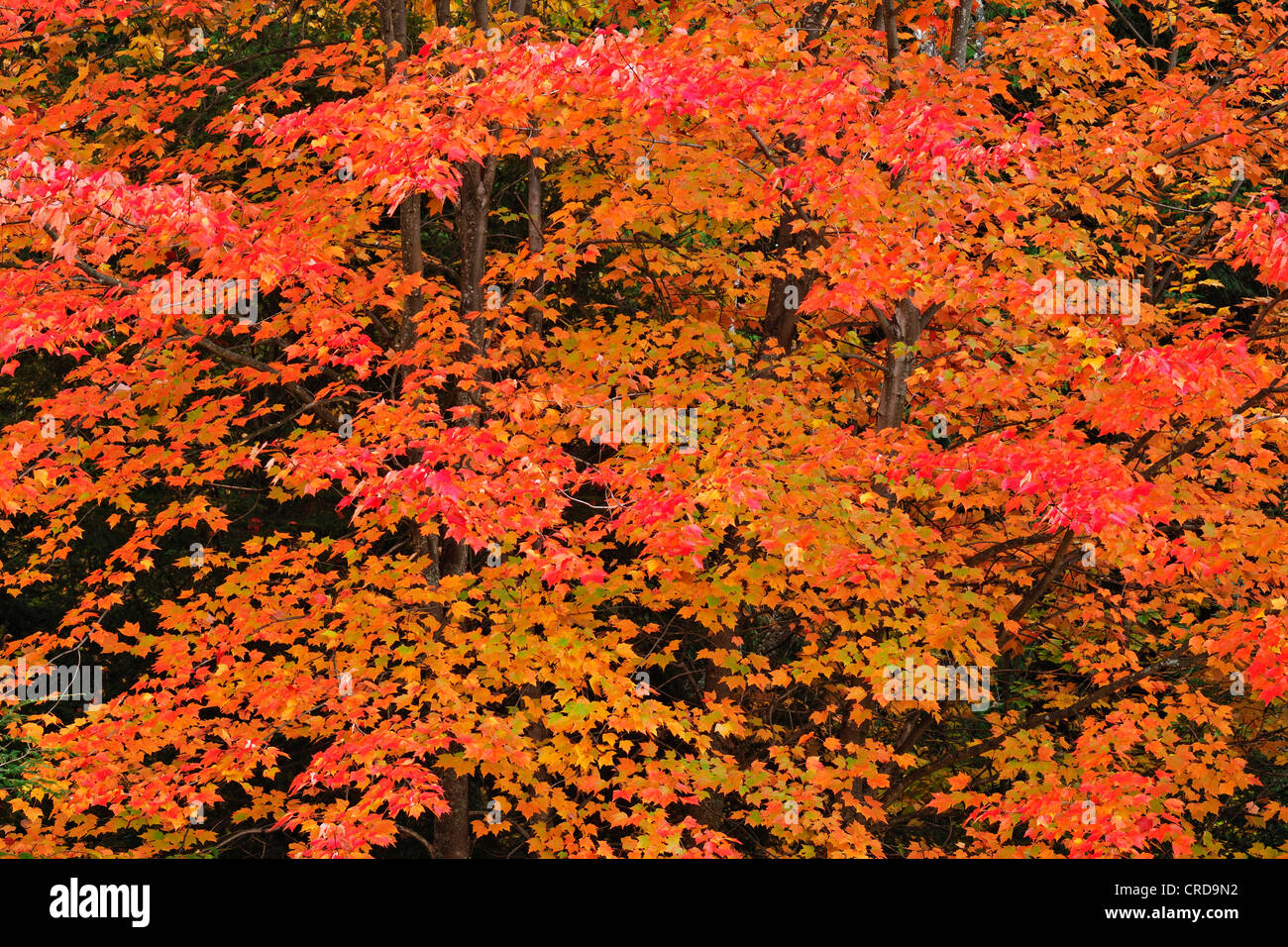 Maple tree deciduous autumn hi-res stock photography and images - Alamy