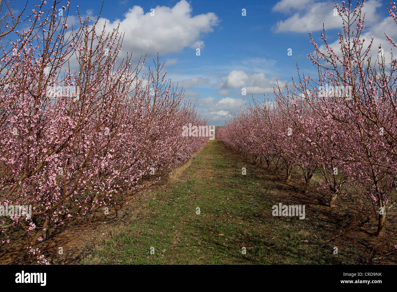 "Nectarine trees" with flowers in spring Stock Photo - Alamy