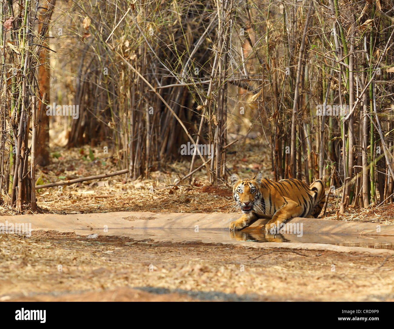 Young and surprised tiger at waterhole in Tadoba jungle, India Stock ...