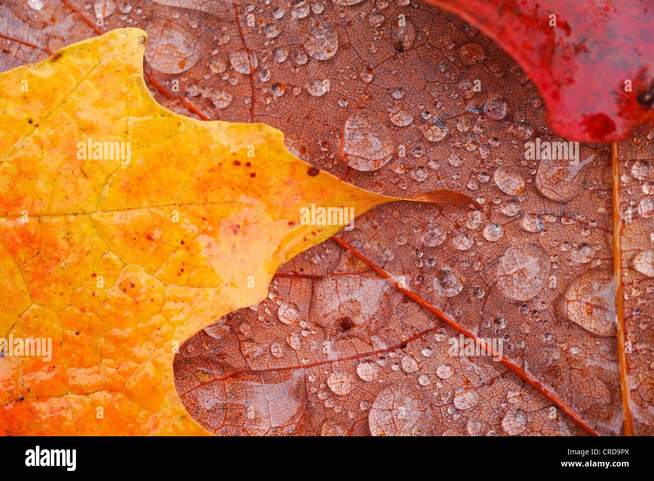Water drop off leaves hi-res stock photography and images - Alamy