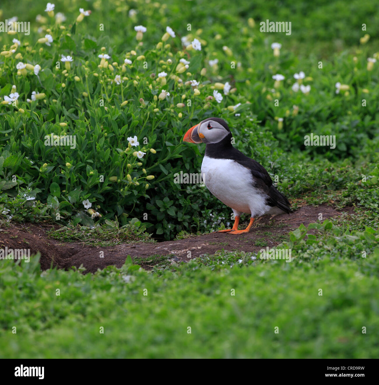 Breeding burrows hi-res stock photography and images - Alamy