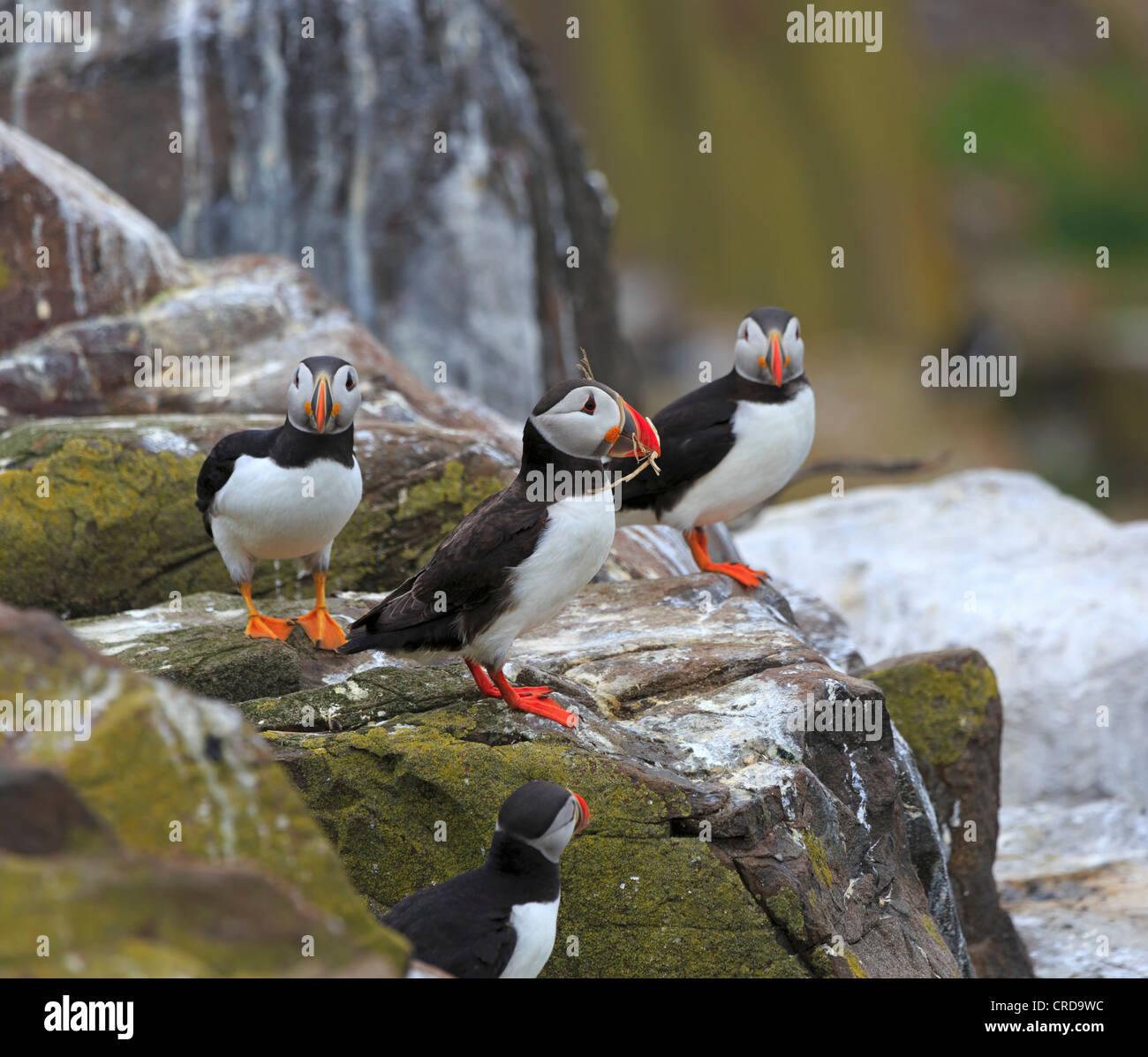 Atlantic Puffins, Fratercula arctica, breeding colony on the Farne ...
