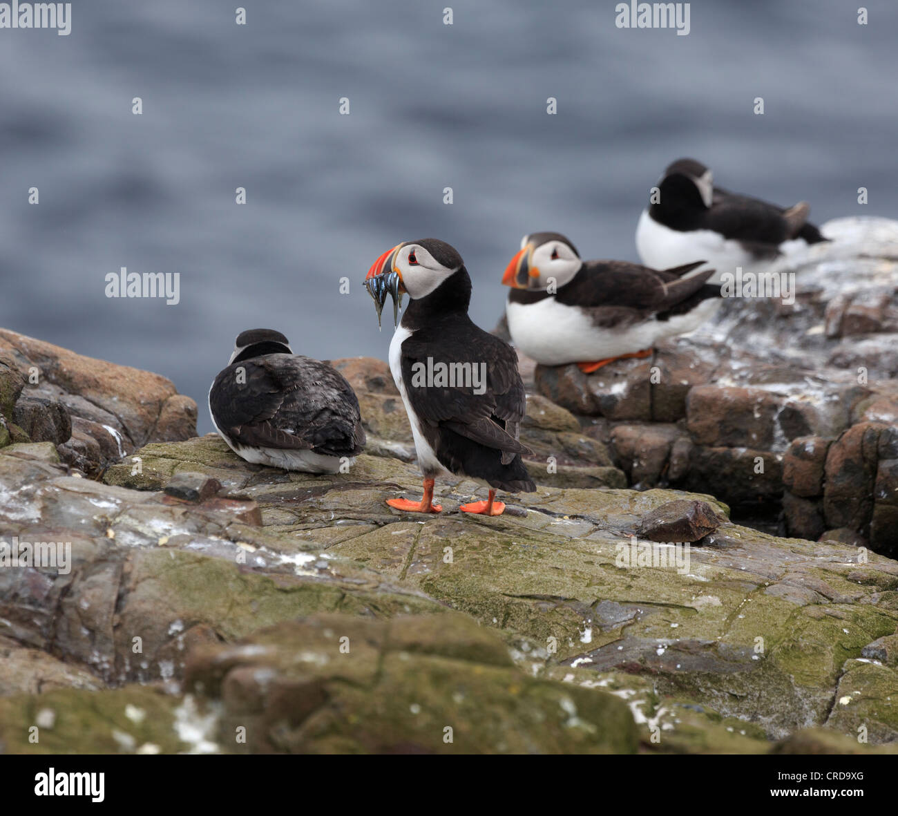 Atlantic Puffins, Fratercula arctica, breeding colony on the Farne ...
