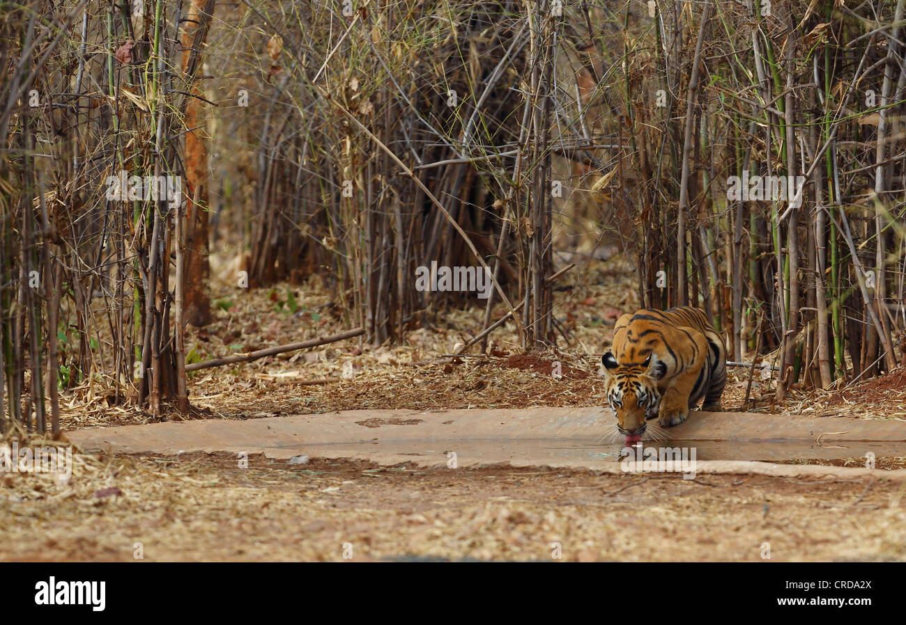 Young Bengal Tiger sipping water at waterhole in Tadoba Tiger Reserve ...