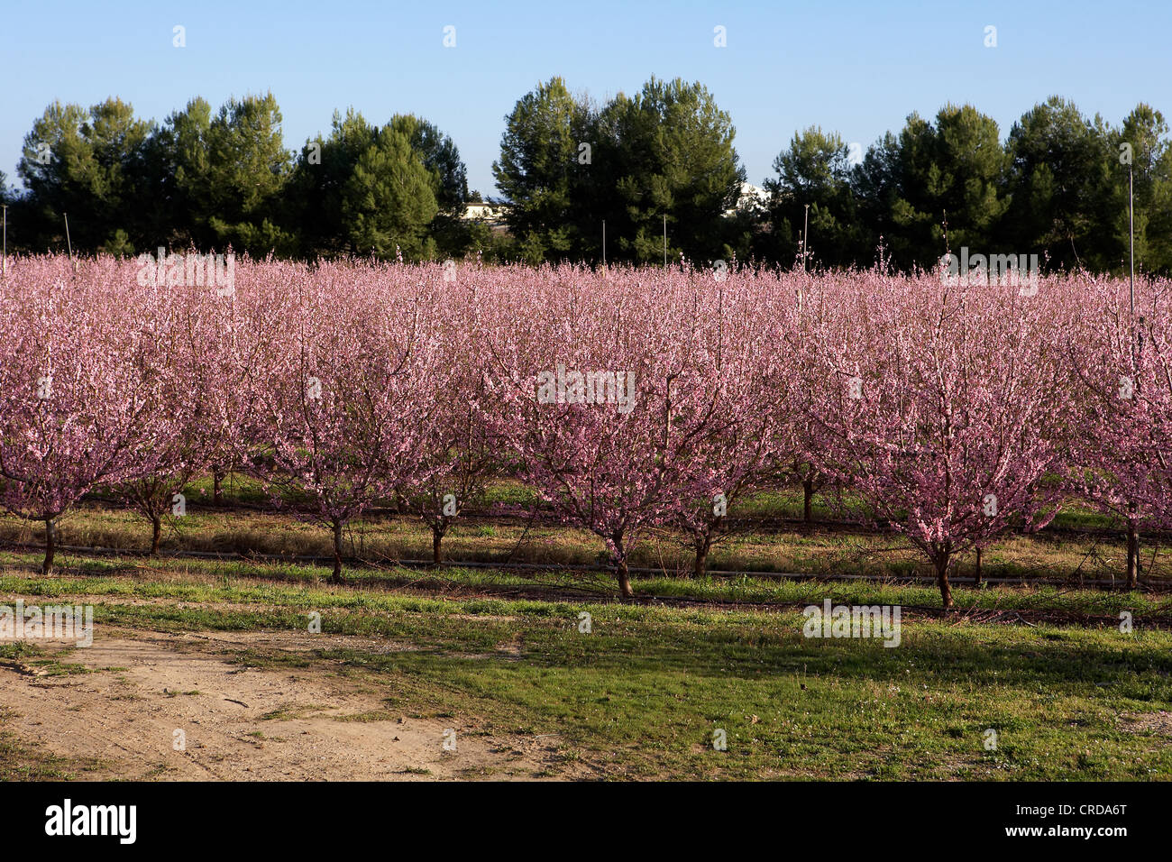 "Nectarine trees" with flowers in spring Stock Photo - Alamy