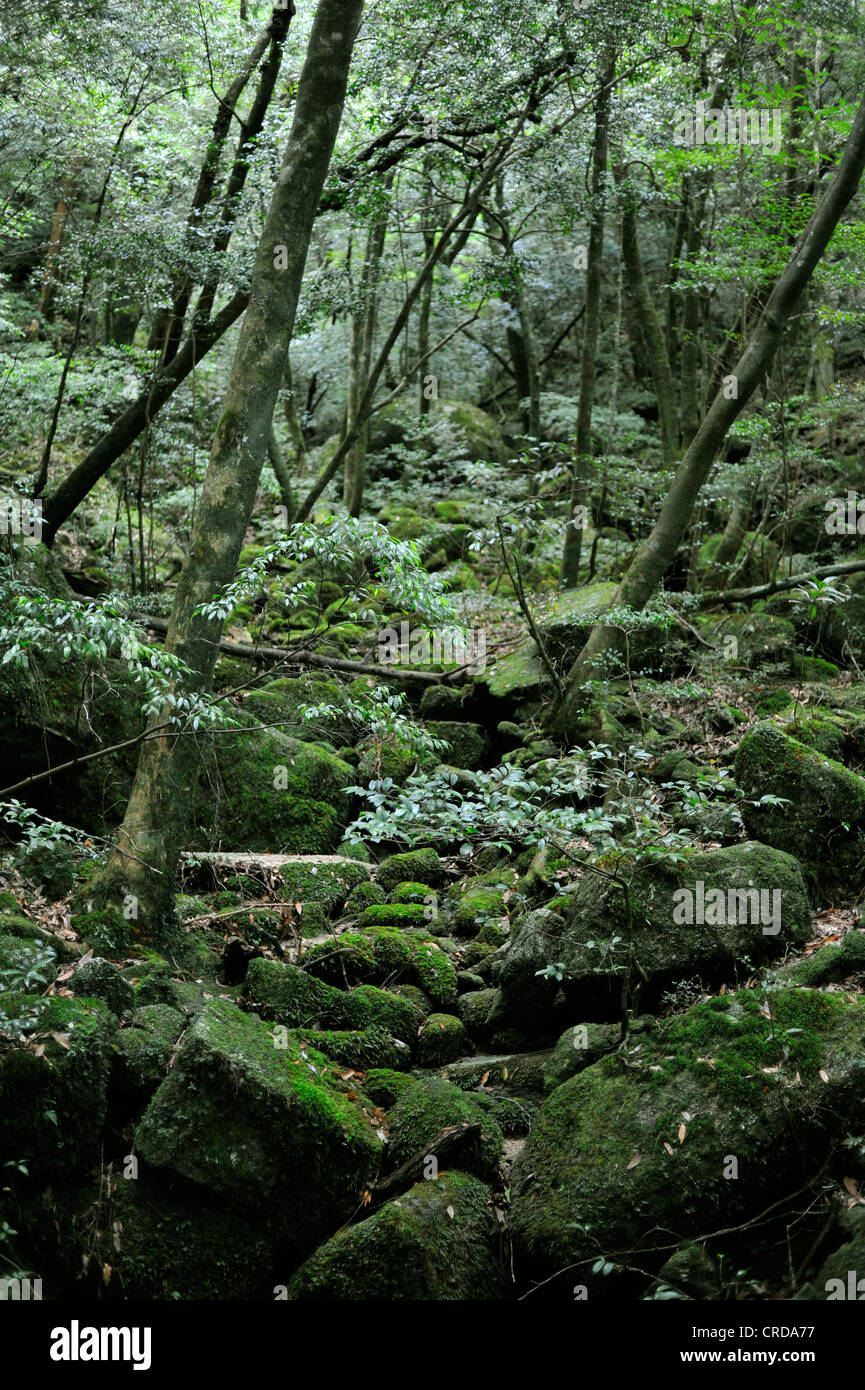 Moss covered tress are pictured in a forest on Yakushima island in ...