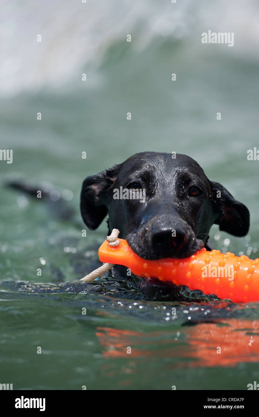 black labrador retriever swimming with orange chew toy Stock Photo - Alamy
