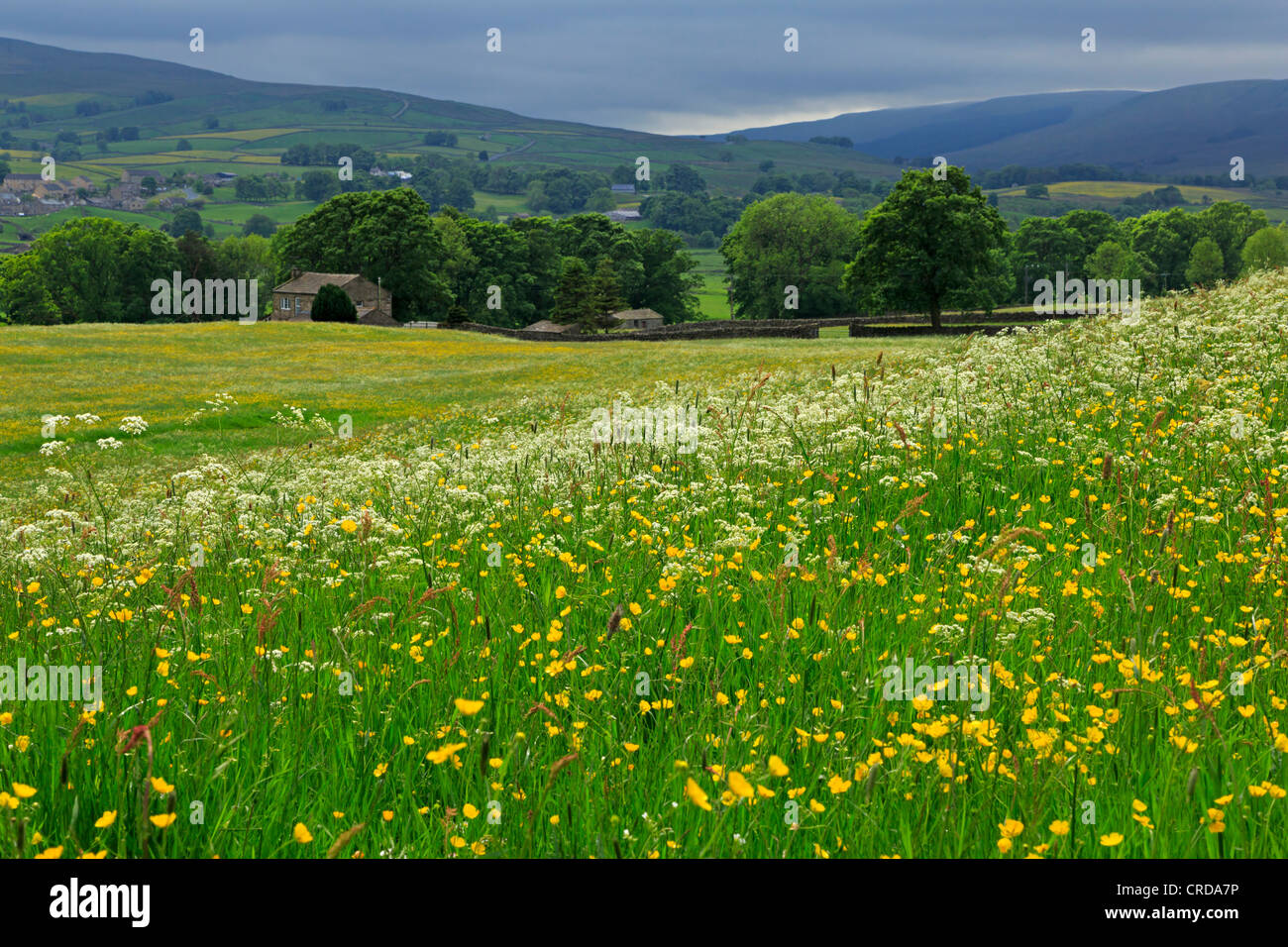 Yorkshire dales wildflower meadow landscape hi-res stock photography ...
