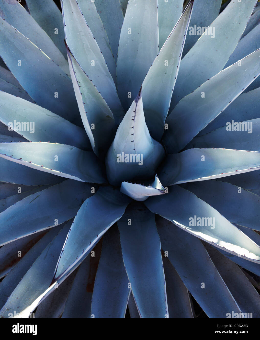 Agave plant close-up Stock Photo - Alamy