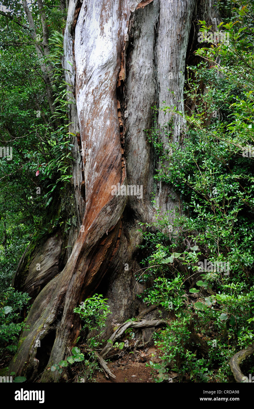An ancient tree is pictured in a forest on Yakushima island in southern ...