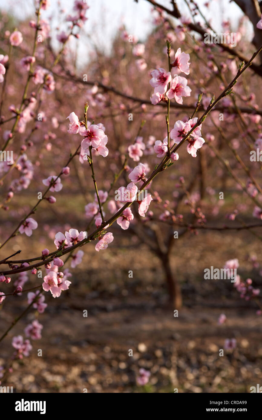Branch of "nectarine trees" with flowers in spring Stock Photo - Alamy