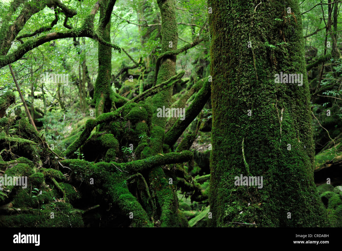 Moss covered tress are pictured in a forest on Yakushima island in ...