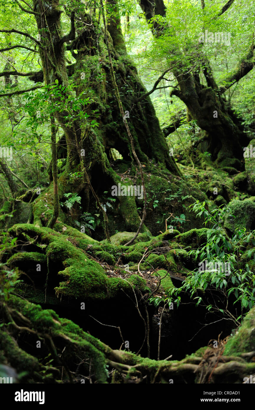 Moss covered tress are pictured in a forest on Yakushima island in ...