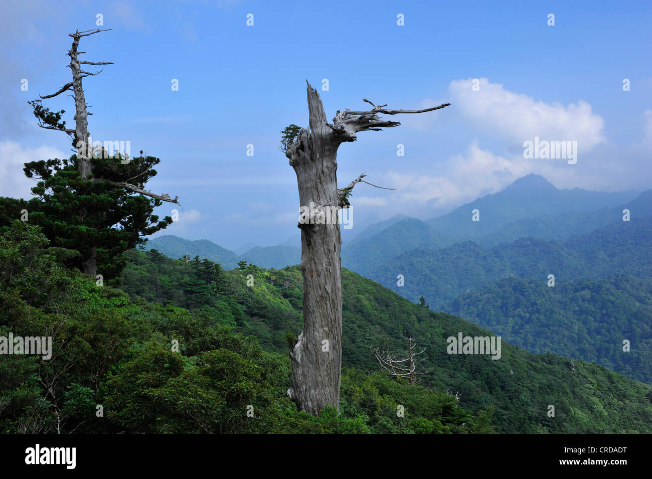 A forest is pictured on Yakushima island in southern Japan Stock Photo ...