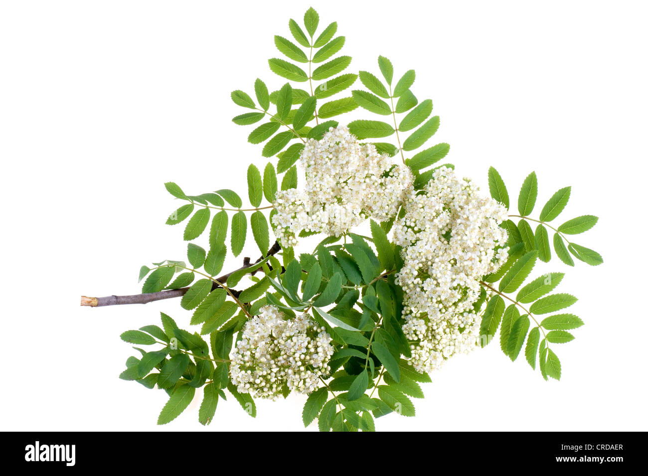 White rowan hi-res stock photography and images - Alamy
