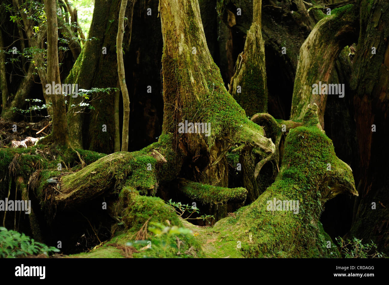 A moss covered tree is pictured in a forest on the island of Yakushima ...
