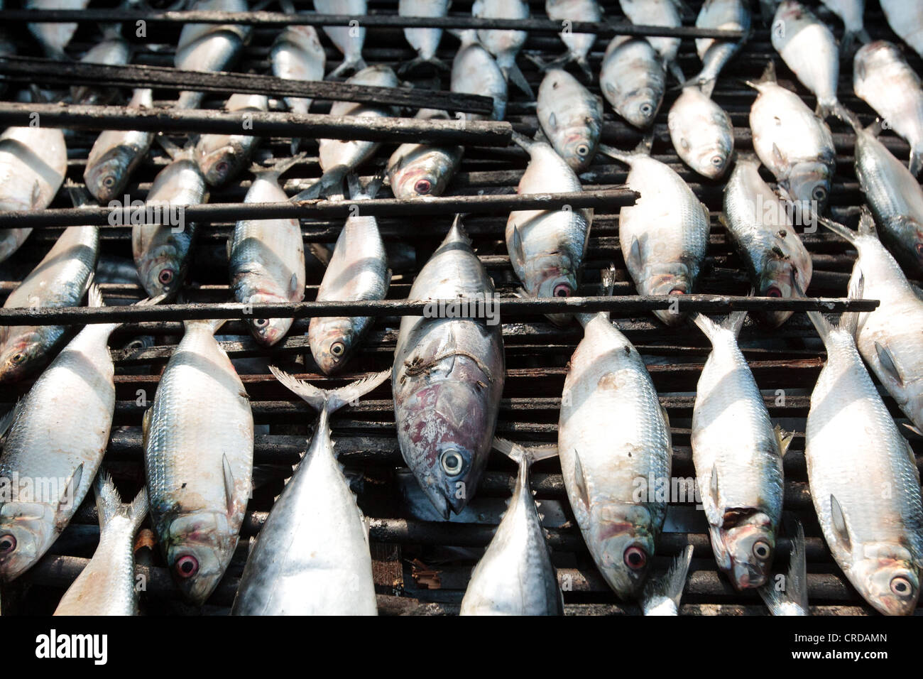 Liberia Fish High Resolution Stock Photography and Images - Alamy