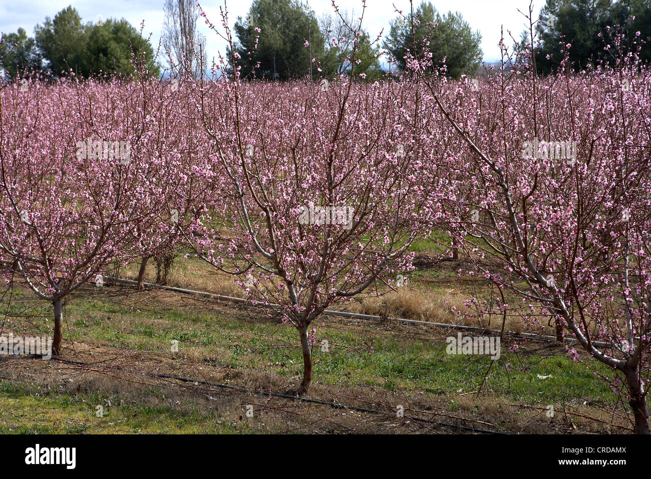 "Nectarine trees" with flowers in spring Stock Photo - Alamy