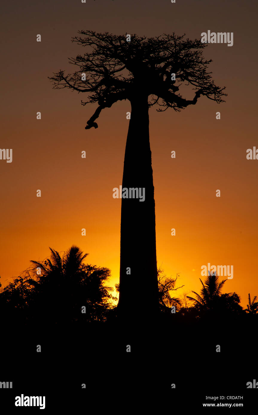 African Baobab tree (baobab), at sunset, Madagascar, Africa Stock Photo ...