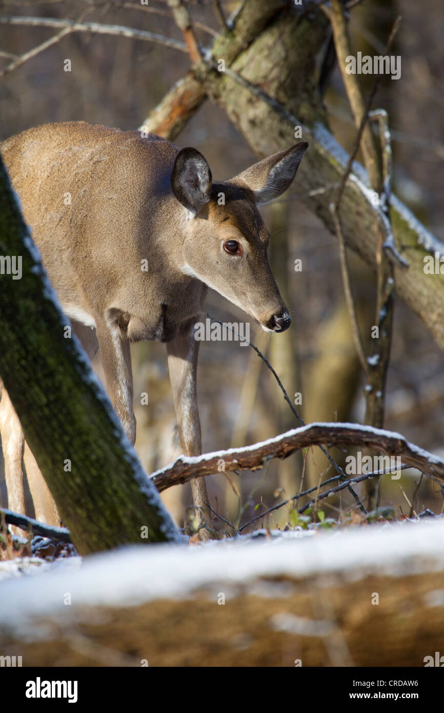 A female whitetail deer walking cautiously through the woods Stock ...