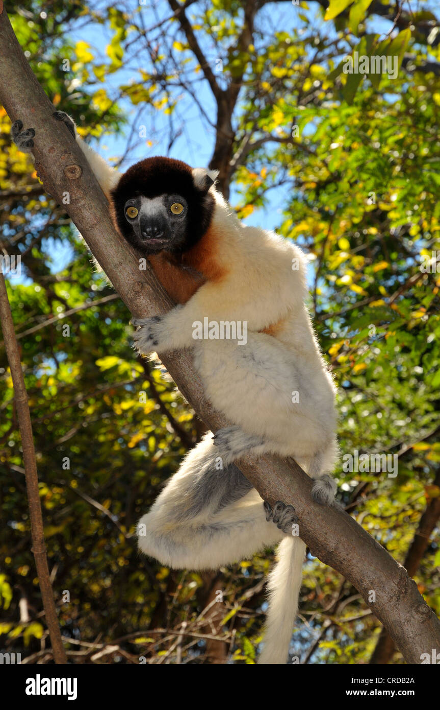 Crowned sifaka (Propithecus coronatus) in the dry forests in western ...