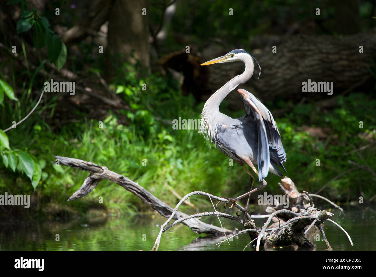 Great blue heron standing on hi-res stock photography and images - Alamy