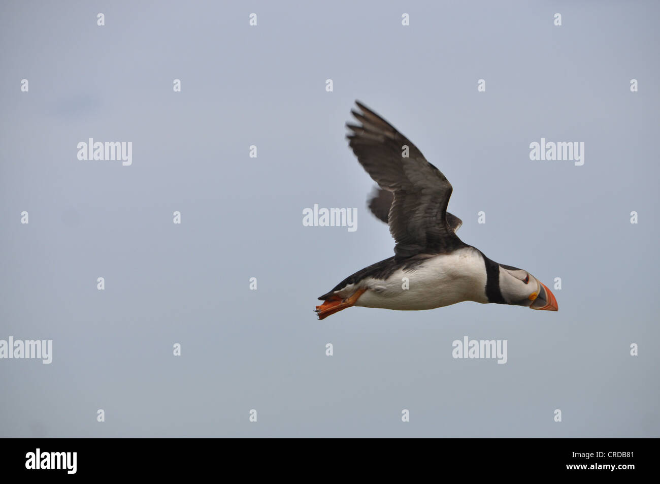 puffin in flight Stock Photo - Alamy