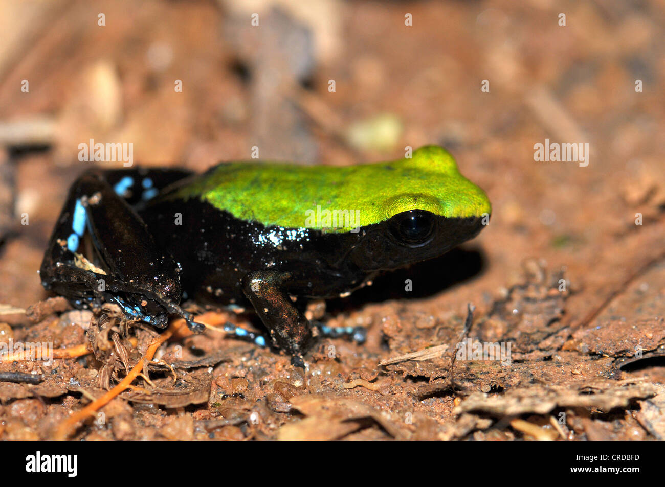 Climbing Mantella (Mantella laevigata) in the woods in the north-east ...
