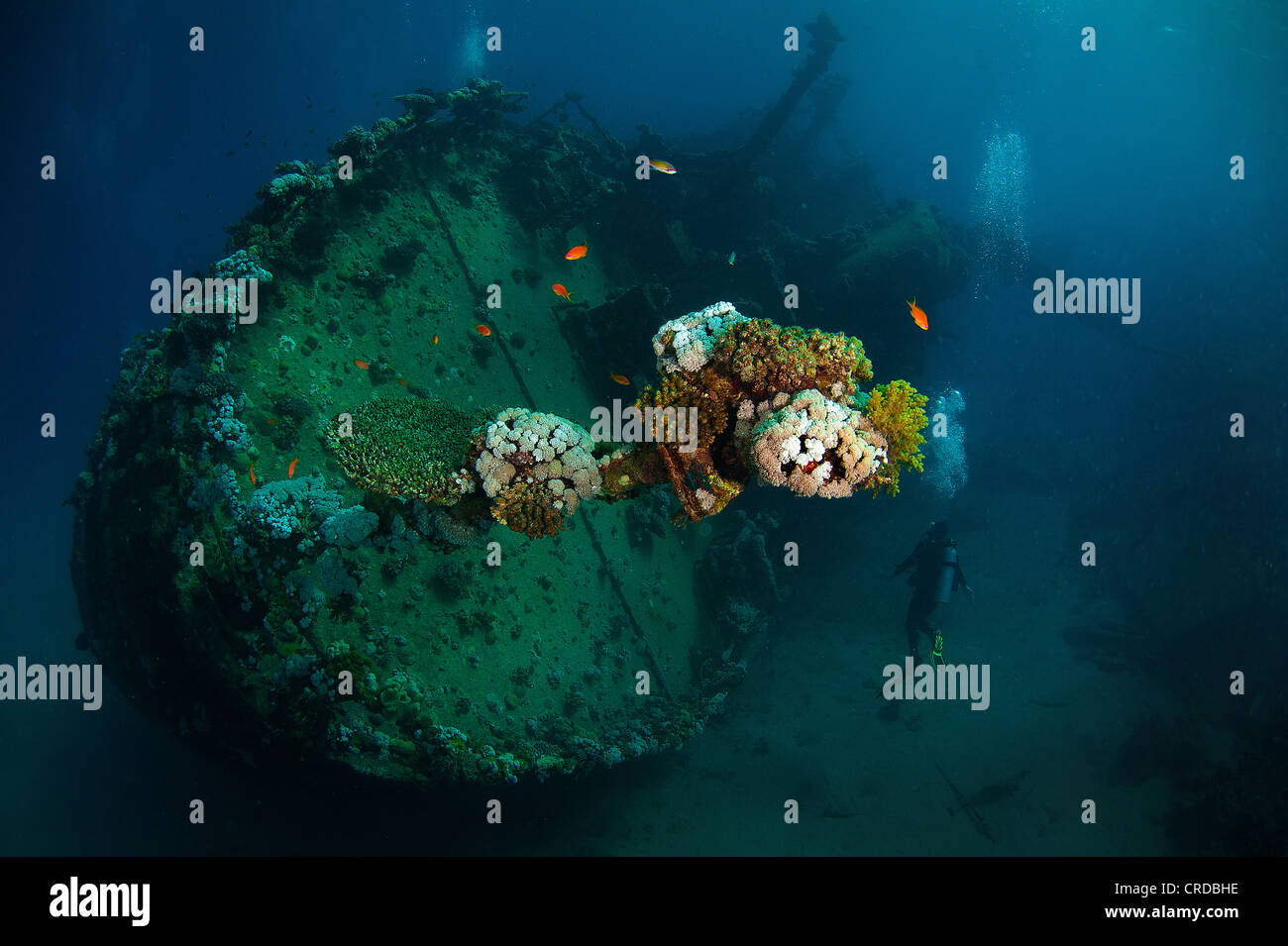 Diving red sea egypt hi-res stock photography and images - Alamy