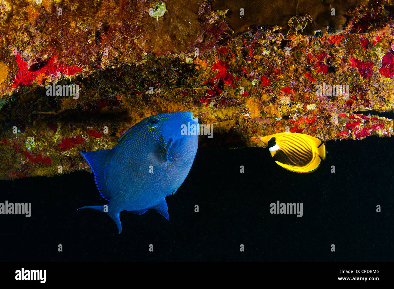 Blue Triggerfish in the Red Sea, Egypt, Africa Stock Photo - Alamy