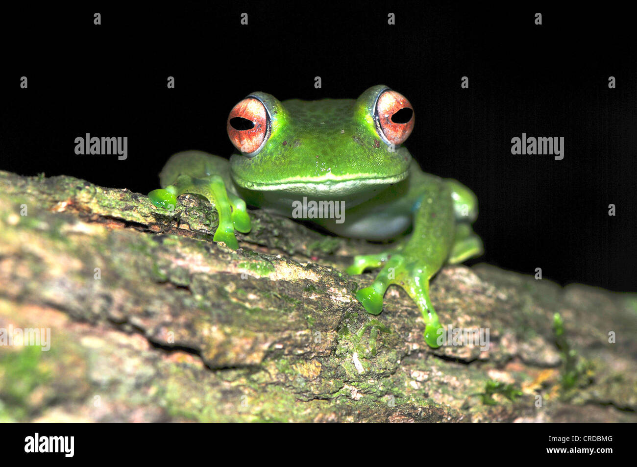 Madagascar Red Eyed Jello Tree Frog (Boophis luteus) in the rain ...