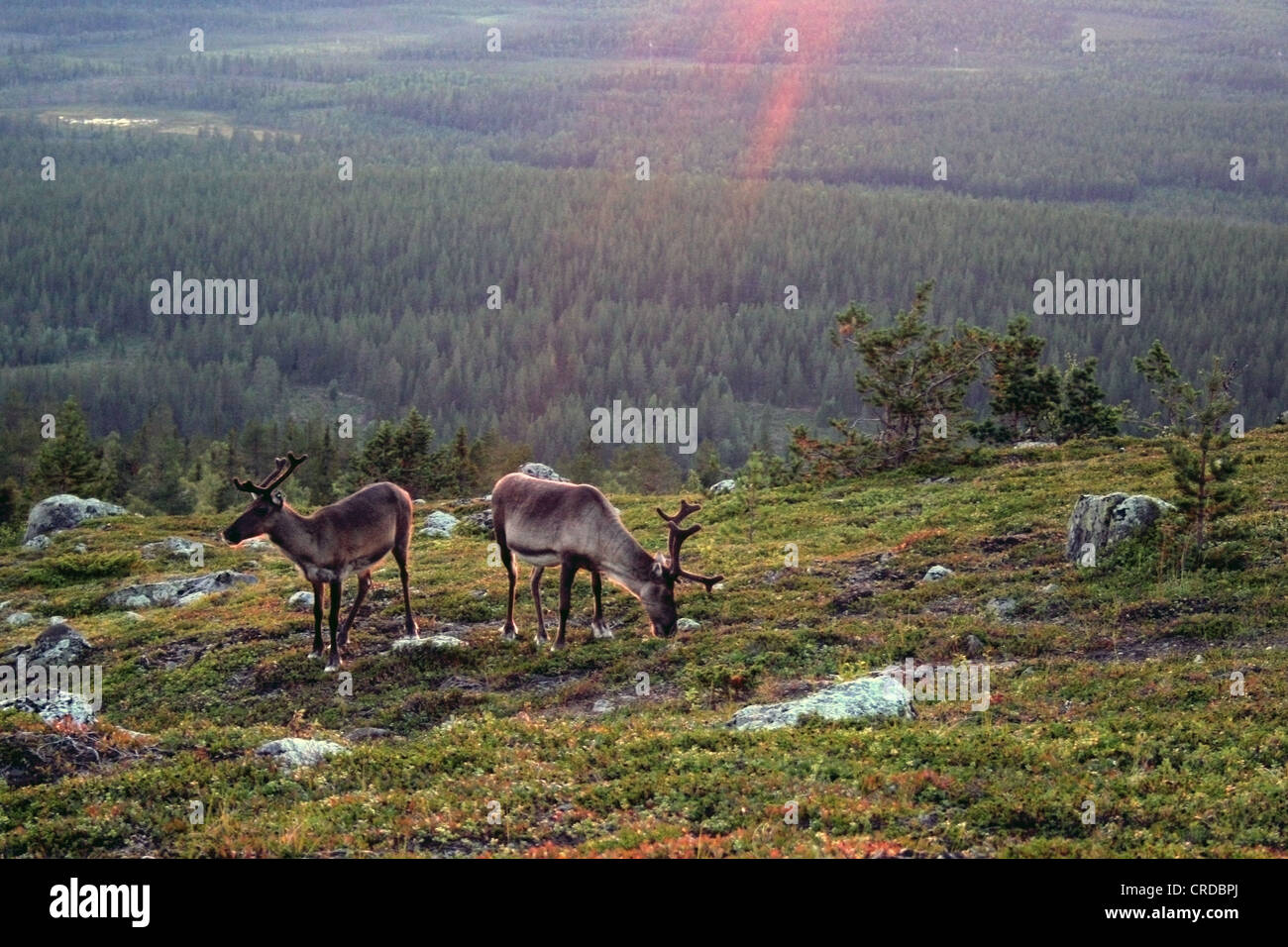 European reindeer, European caribou (Rangifer tarandus tarandus ...