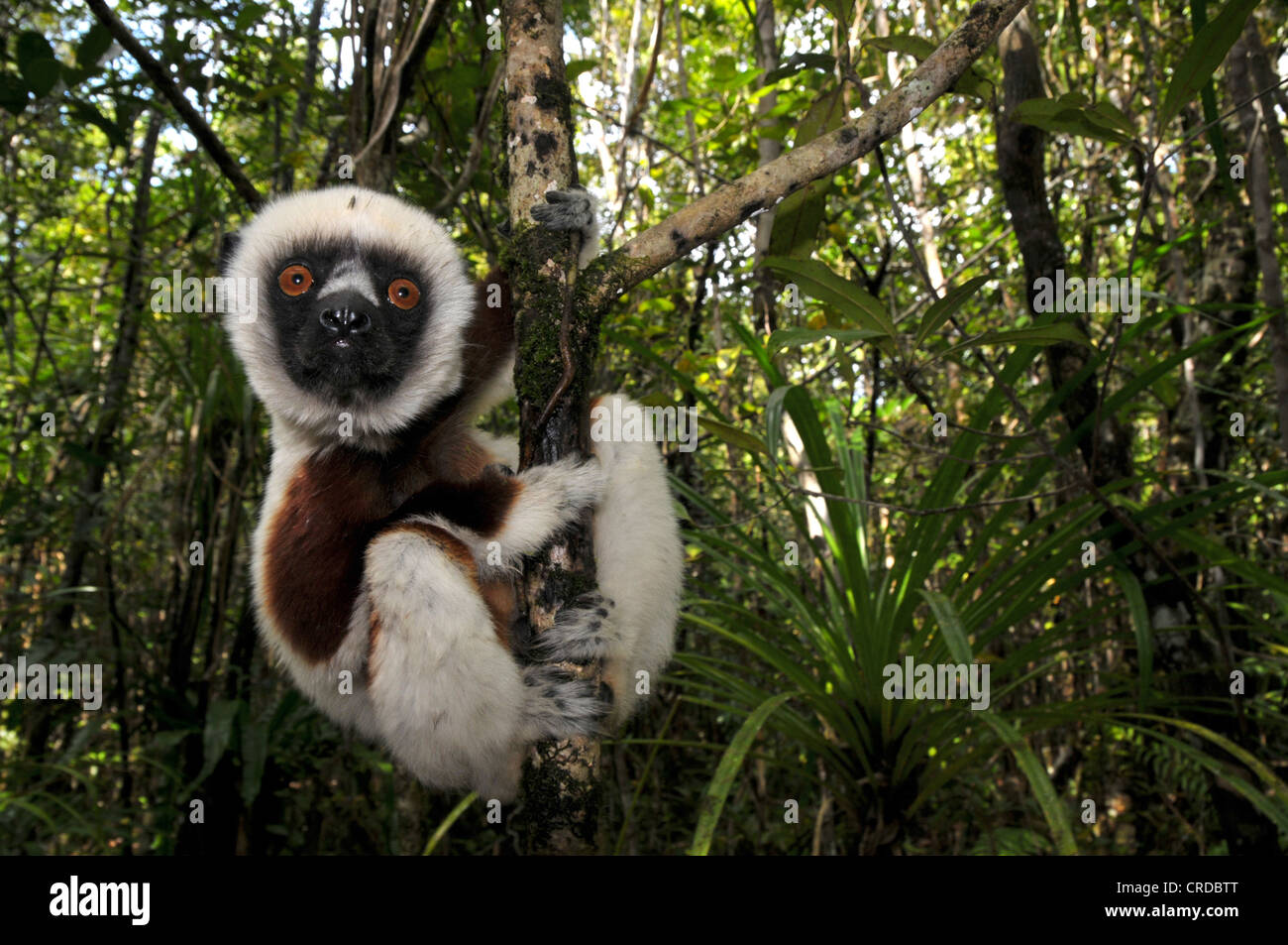 Coquerel sifaka hi-res stock photography and images - Alamy