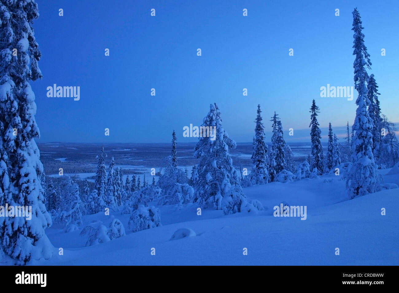 Snowy trees at evening blue light at Utsuvaara fell, Finland, Lapland ...