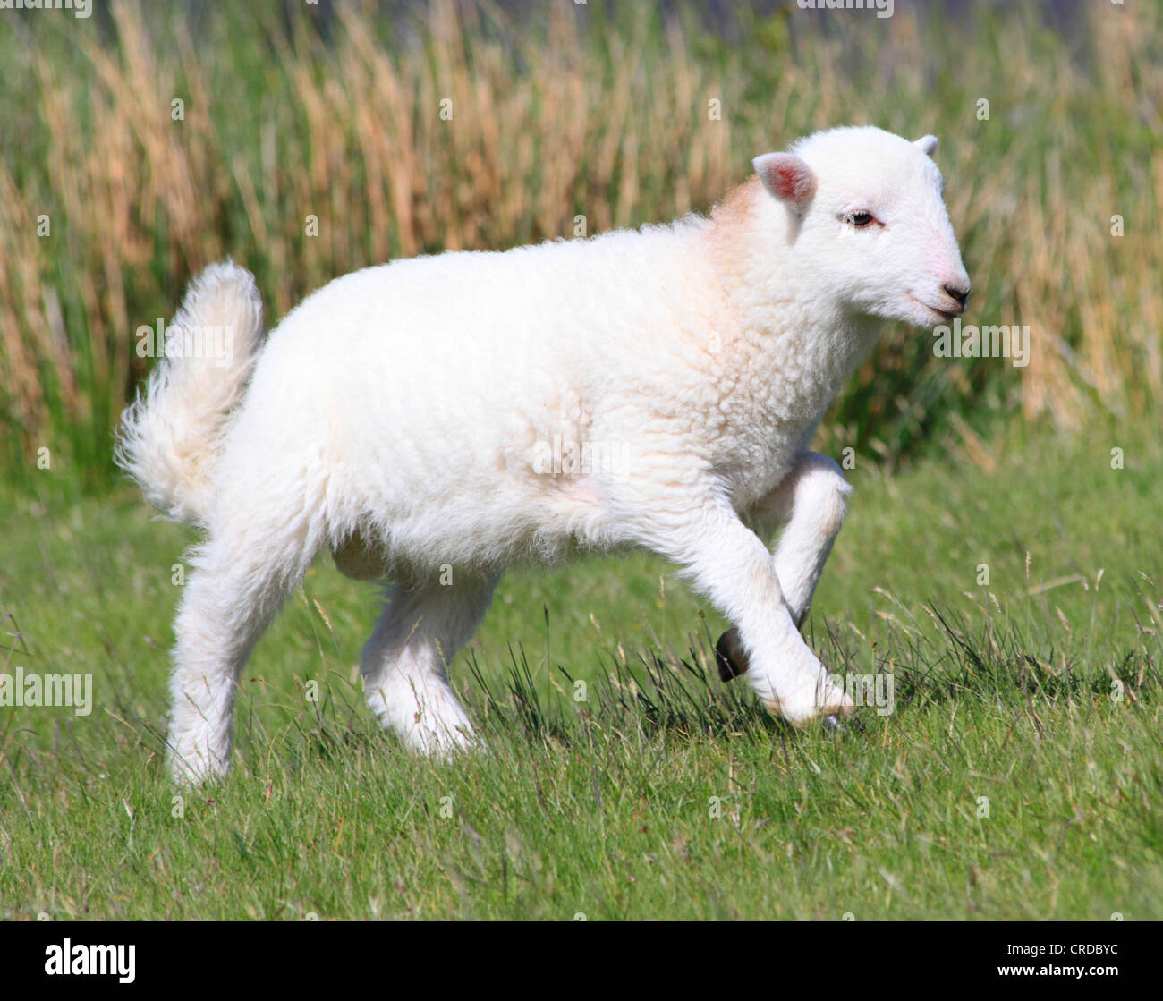 Welsh mountain lamb hi-res stock photography and images - Alamy