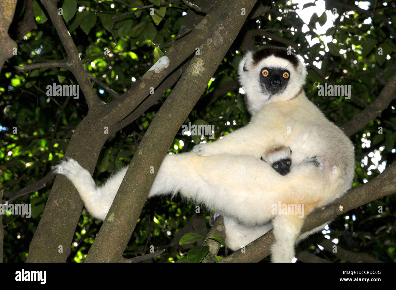 Verreaux's sifaka (Propithecus verreauxi) in the west of Madagascar ...