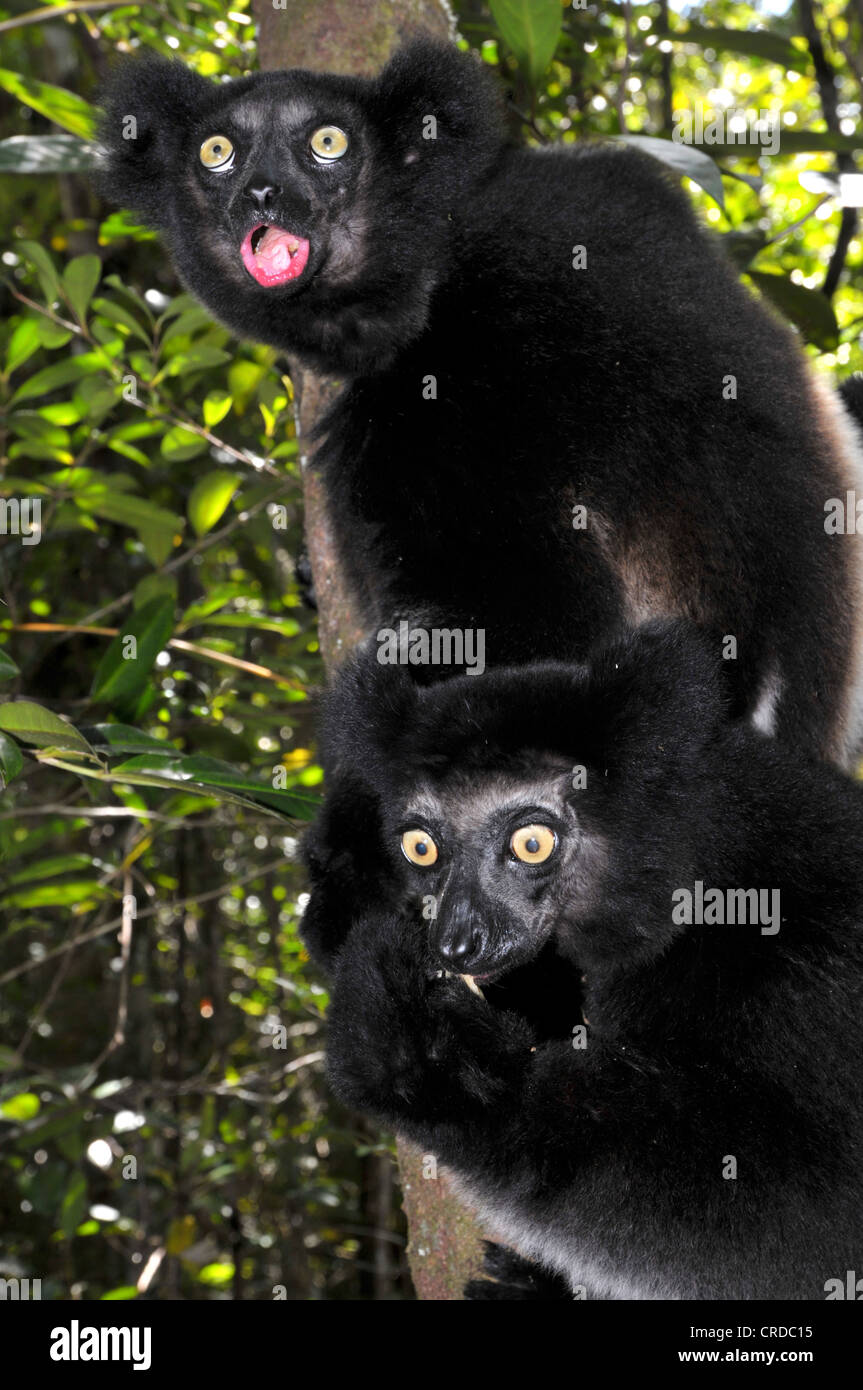 Indri calling hi-res stock photography and images - Alamy