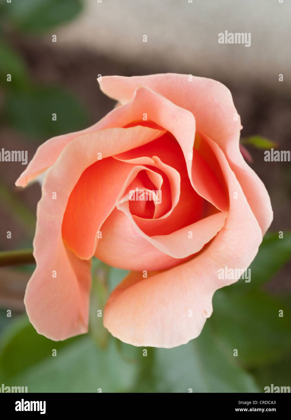 Hybrid tea rose hi-res stock photography and images - Alamy