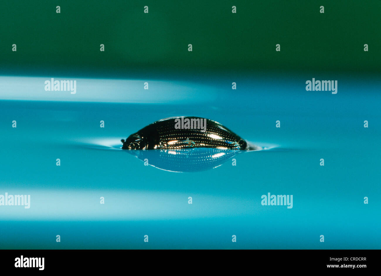 common whirligig beetle (Gyrinus substriatus, Gyrinus natator), on ...