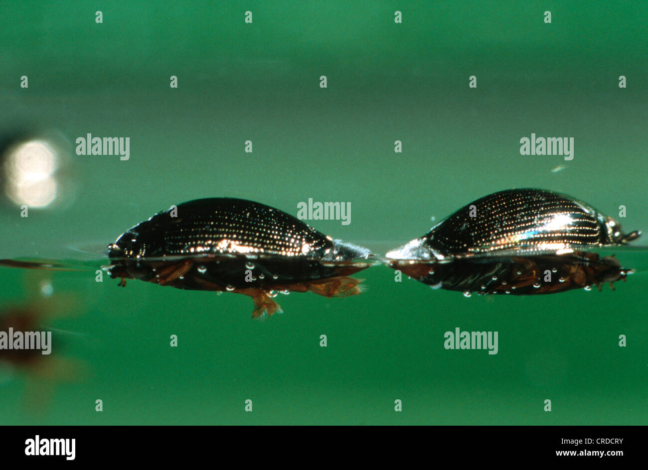 common whirligig beetle (Gyrinus substriatus, Gyrinus natator), on ...