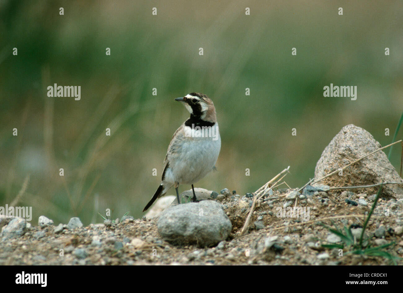shore horned lark (Eremophila alpestris), standing on the ground ...