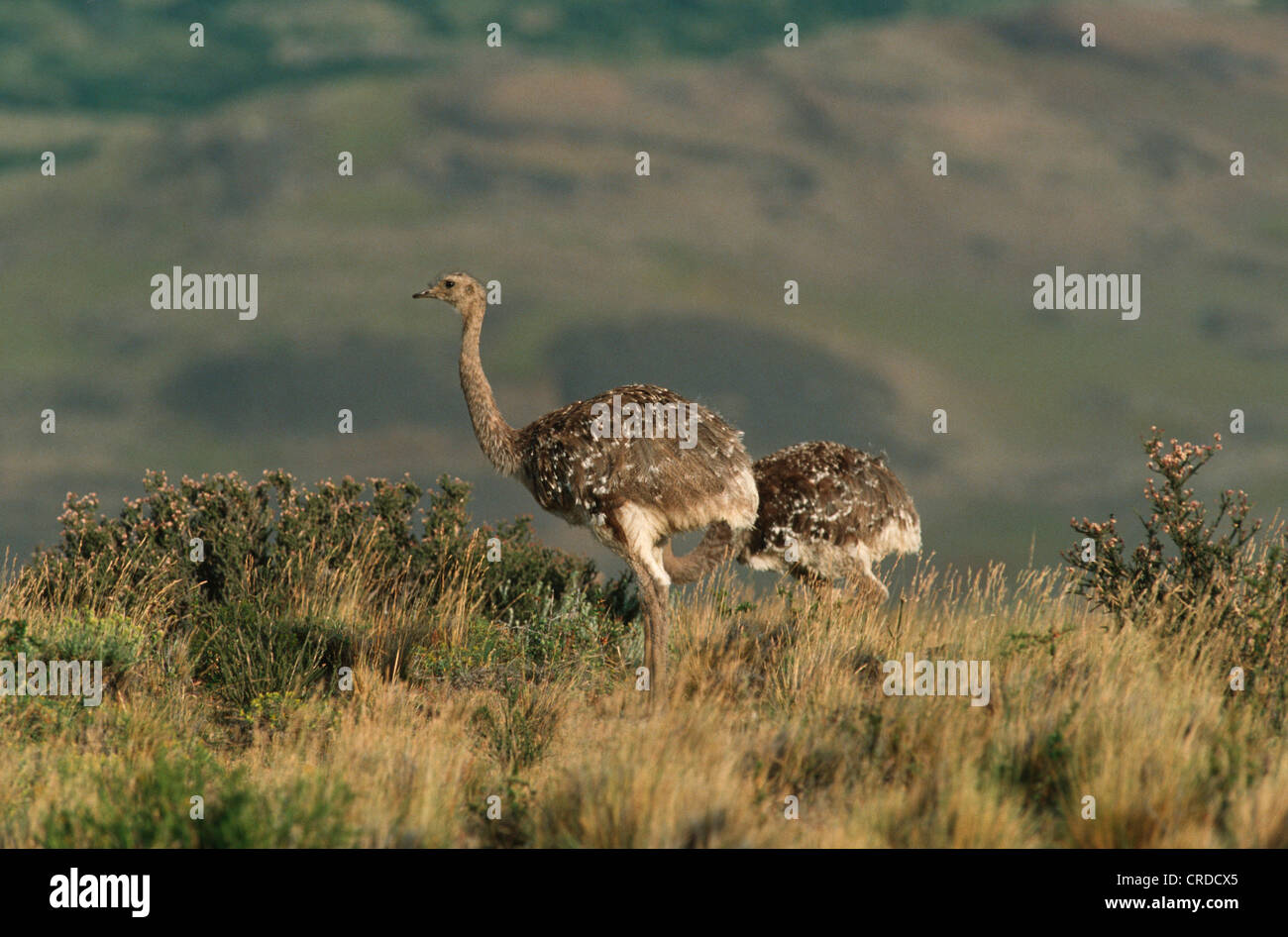 Darwin's rhea, Lesser rhea (Pterocnemia pennata), two individuals in ...