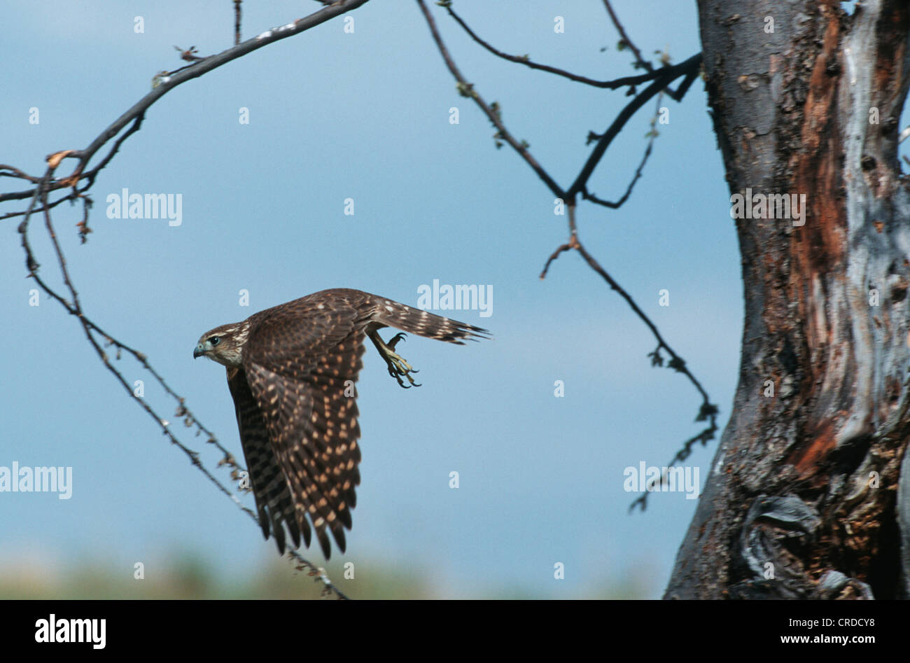 merlin (Falco columbarius), flying Stock Photo - Alamy