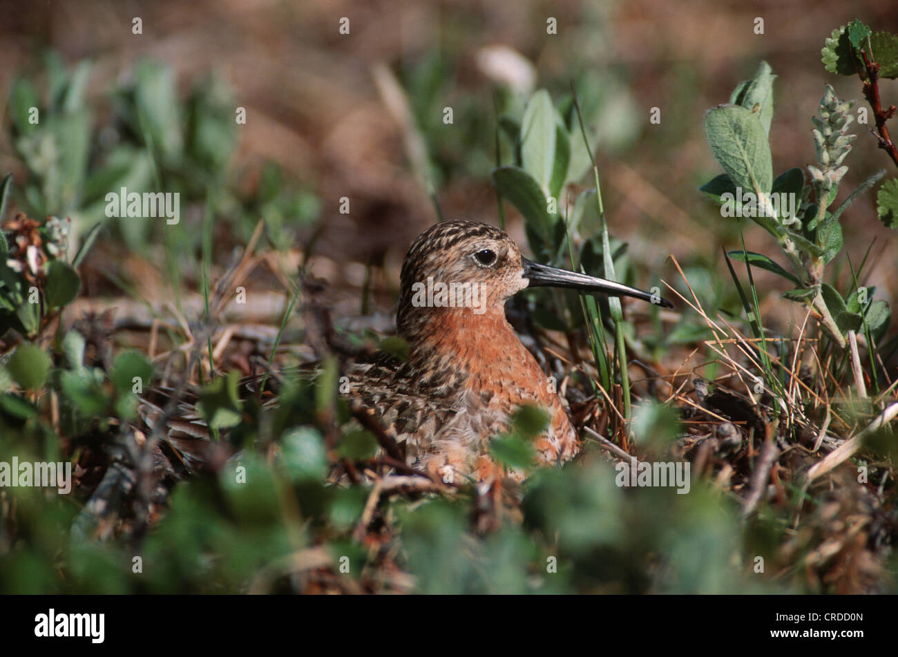 curlew sandpiper (Calidris ferruginea), breeding female Stock Photo - Alamy