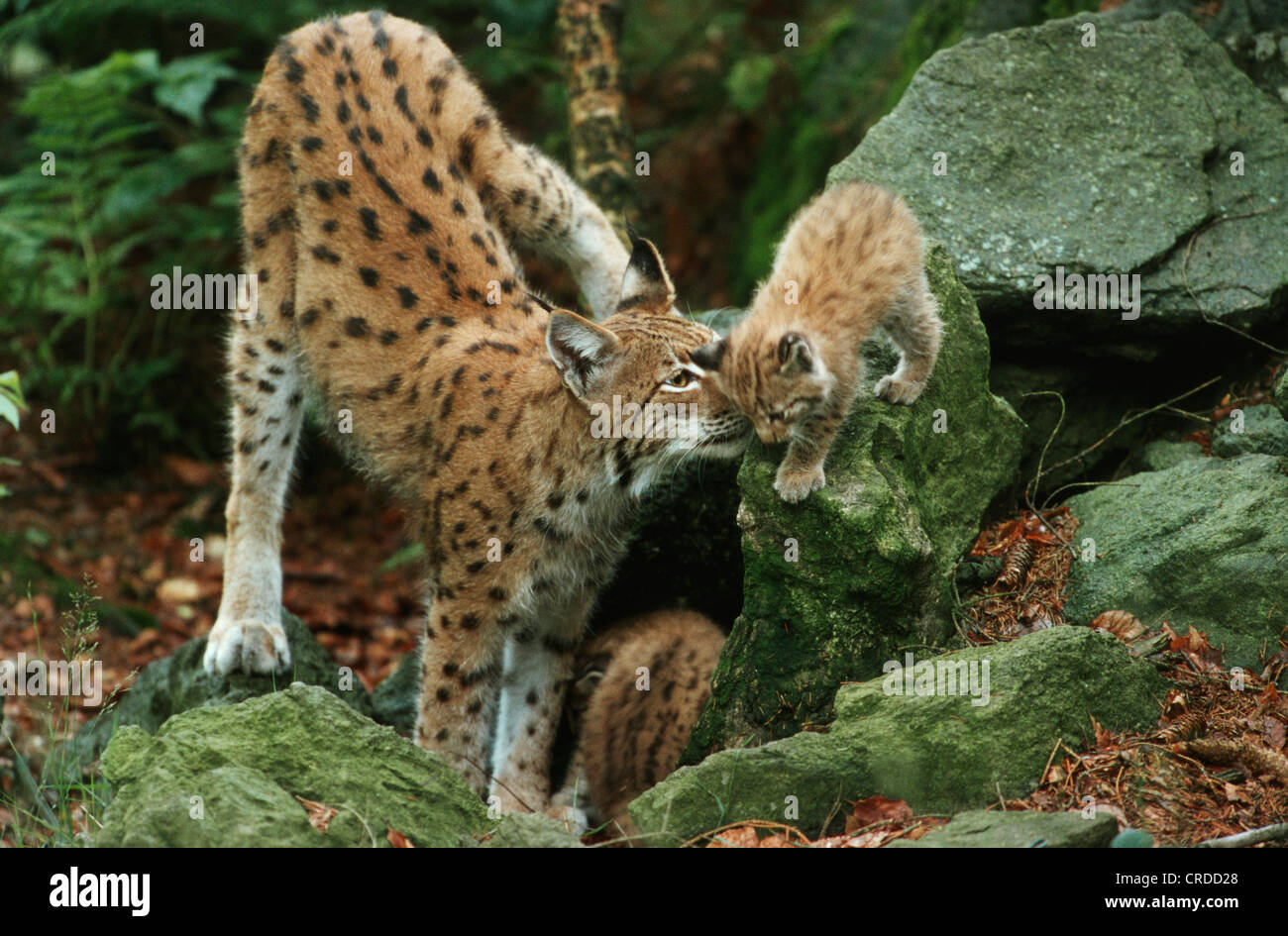 Eurasian lynx (Lynx lynx), female with pups, Germany, Bavaria, NP ...