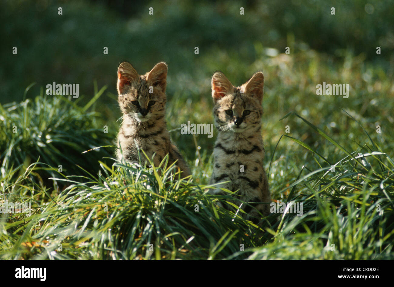 serval (Leptailurus serval, Felis serval), two pups Stock Photo - Alamy