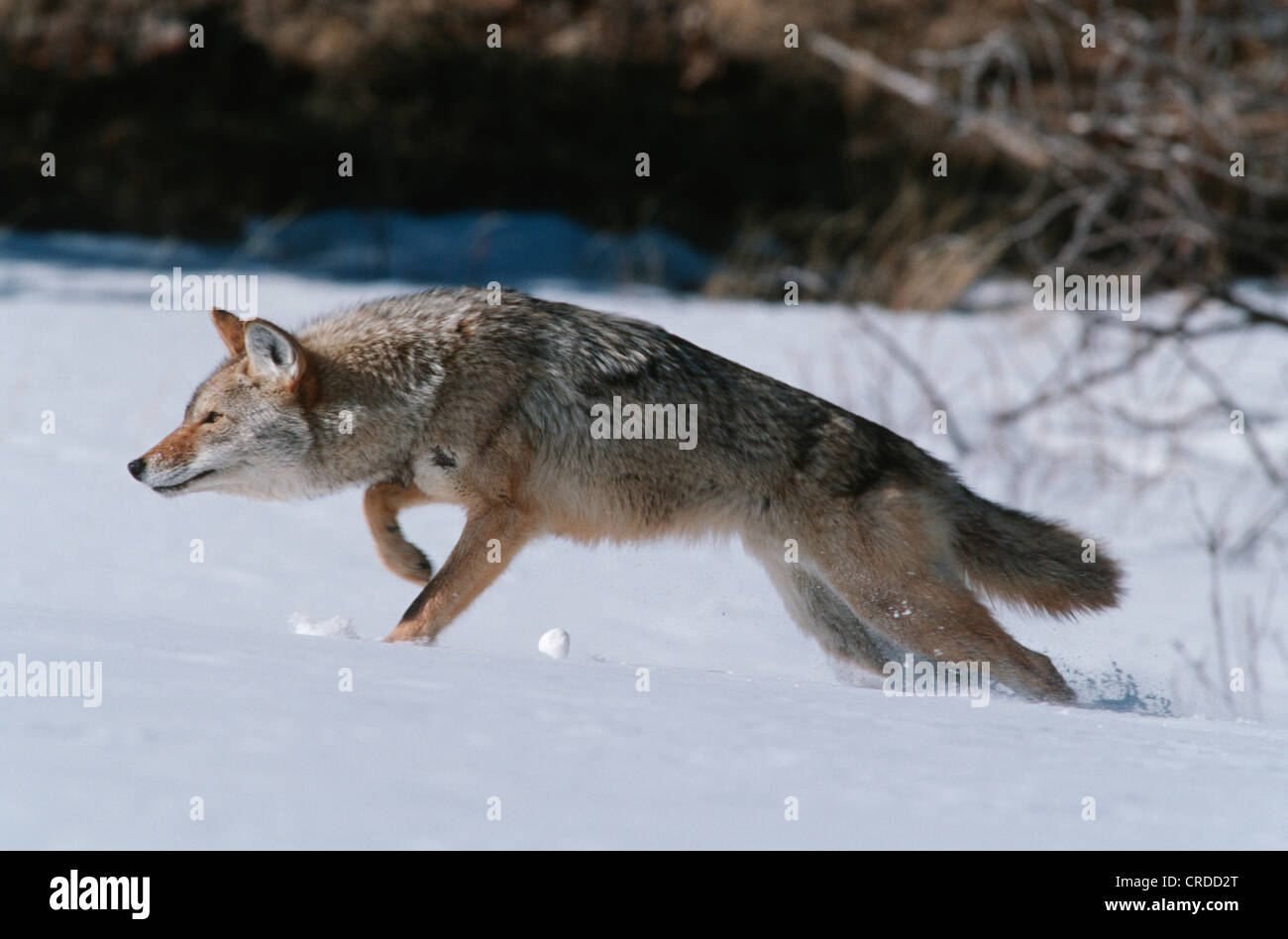 coyote (Canis latrans), jumping in snow Stock Photo - Alamy